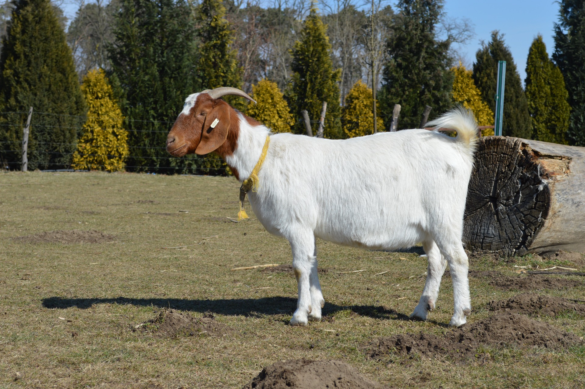 Kozí zahrádka │ Rodinný chov koz a ovcí